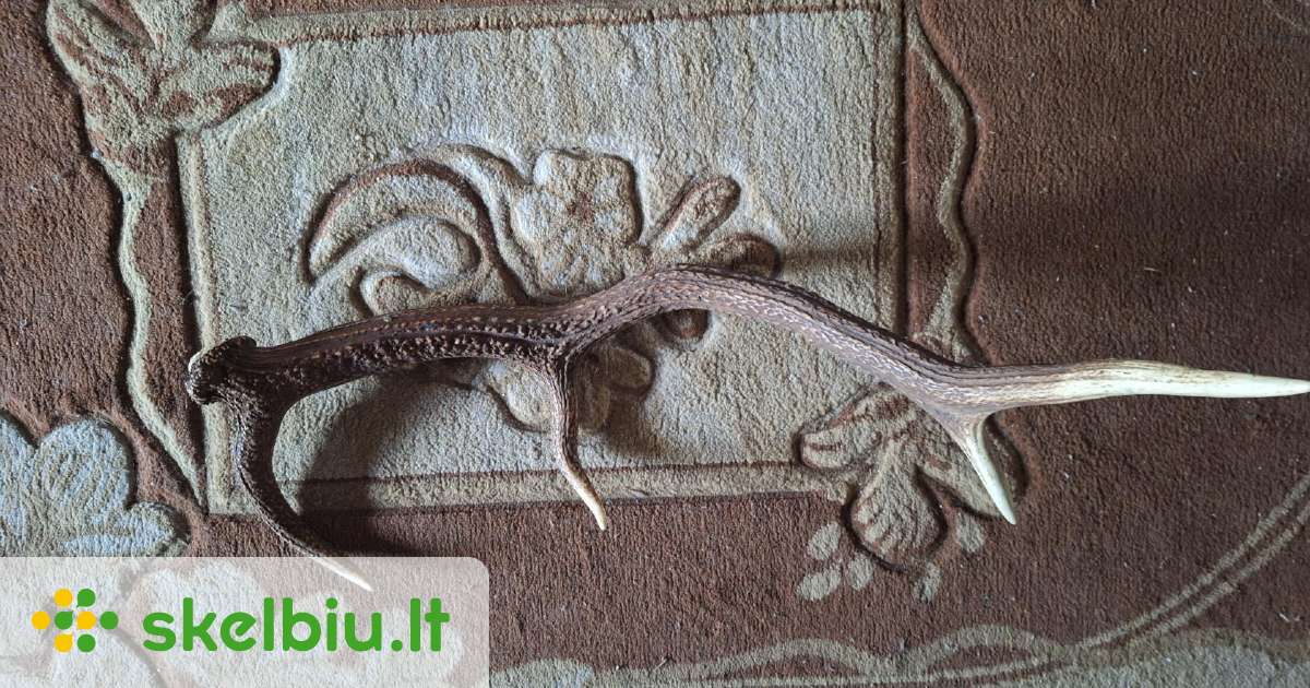 Briedžio-elnio ragai - Skelbiu.lt