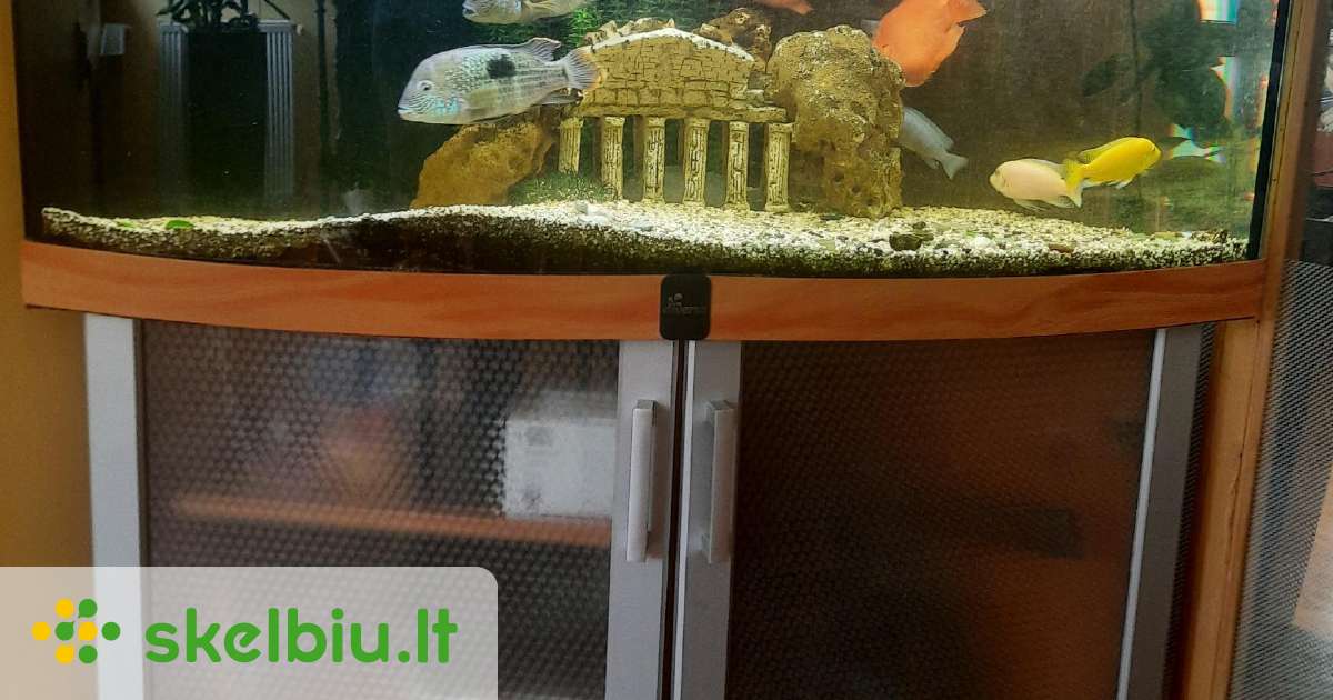 Kampinis akvariumas Diversa 300 ltr.su viskuo - Skelbiu.lt