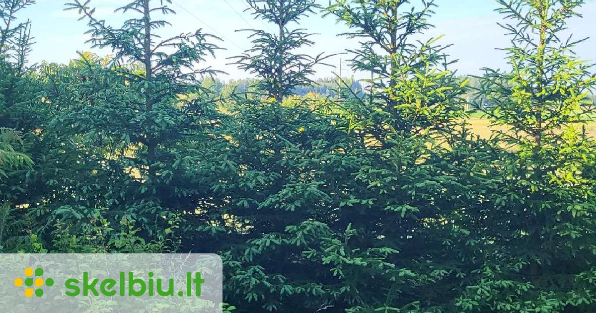 Eglės eglutė gyvatvorėm "Eglynas Kiba"išpardavimas - Skelbiu.lt