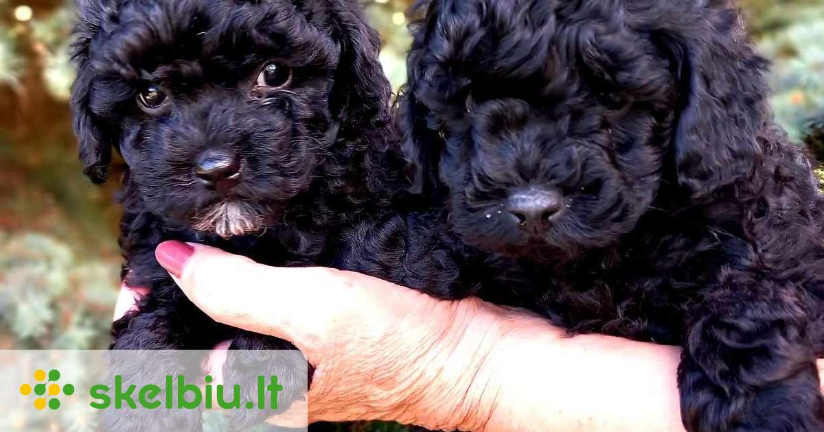 Toy pudeliai - Skelbiu.lt