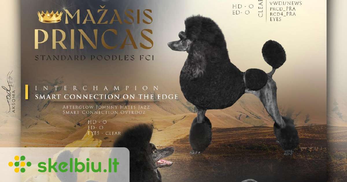 Didieji (karališki) pudeliai, Fci - Skelbiu.lt