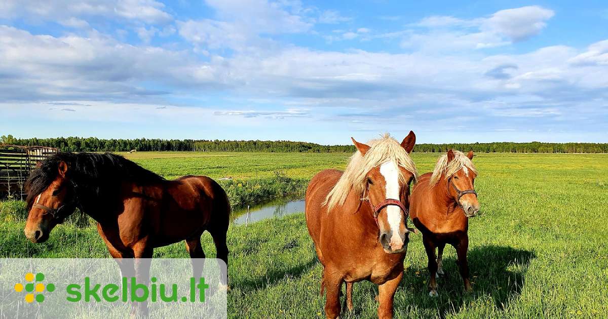 Lietuvos sunkiųjų veislės arkliai - Skelbiu.lt