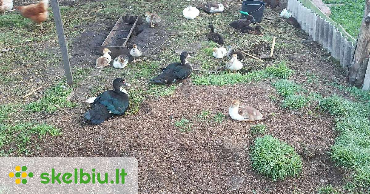 antys begikes skelbimai - Skelbiu.lt