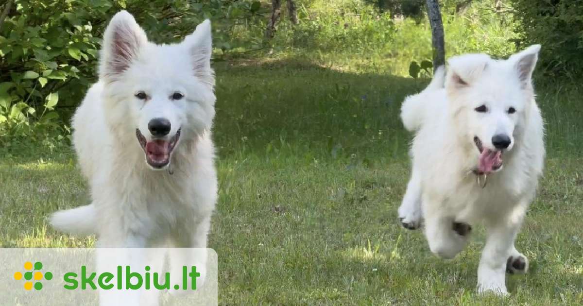 Baltieji šveicarų aviganiai (ilgaplaukiai) - Skelbiu.lt