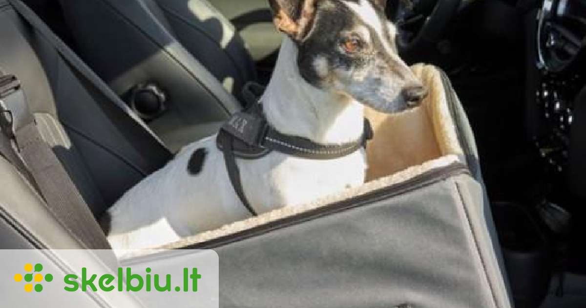 Automobilinė kėdutė šuniui - Skelbiu.lt