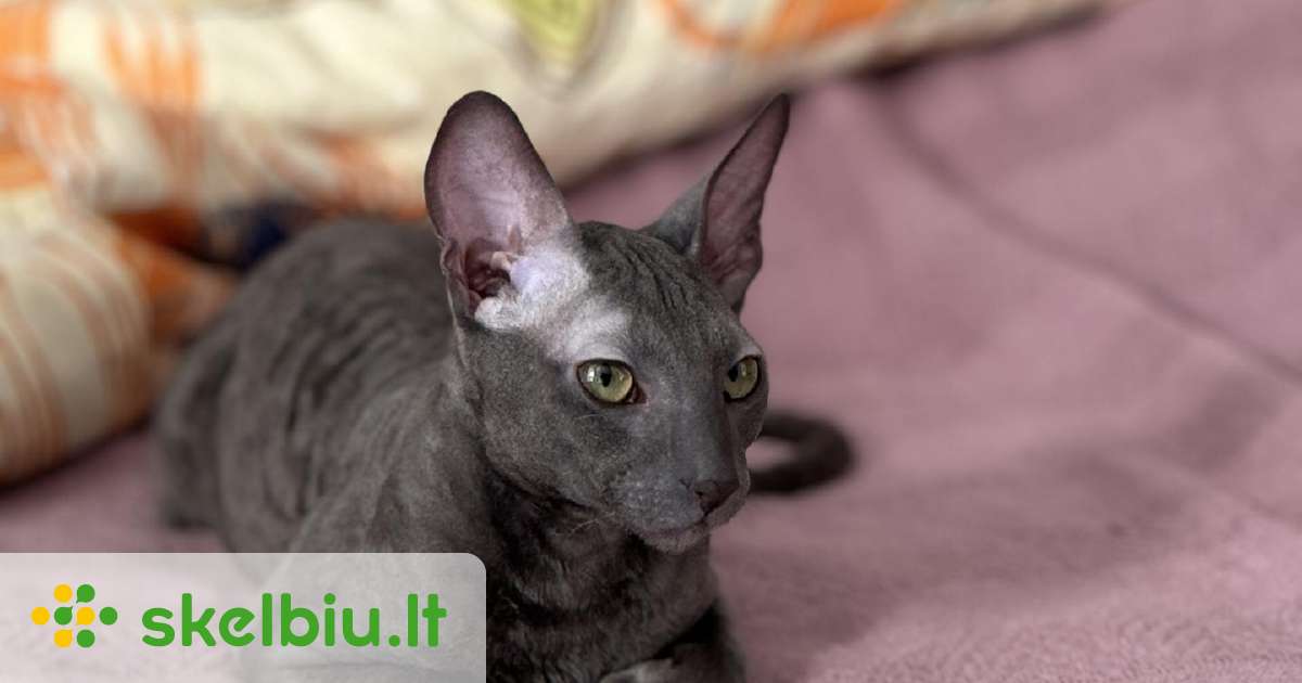 Kornvalio rekso (Cornish Rex) patinas kergimui - Skelbiu.lt