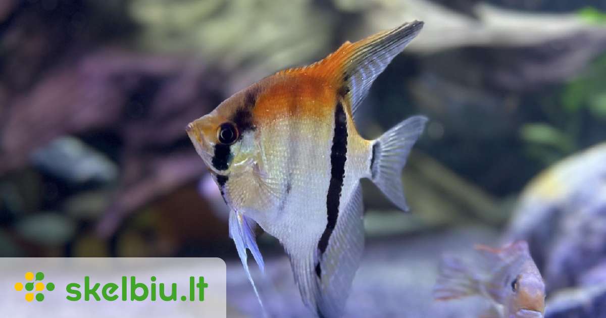 Pterophyllum scalare manacapuru Super Red - Skelbiu.lt
