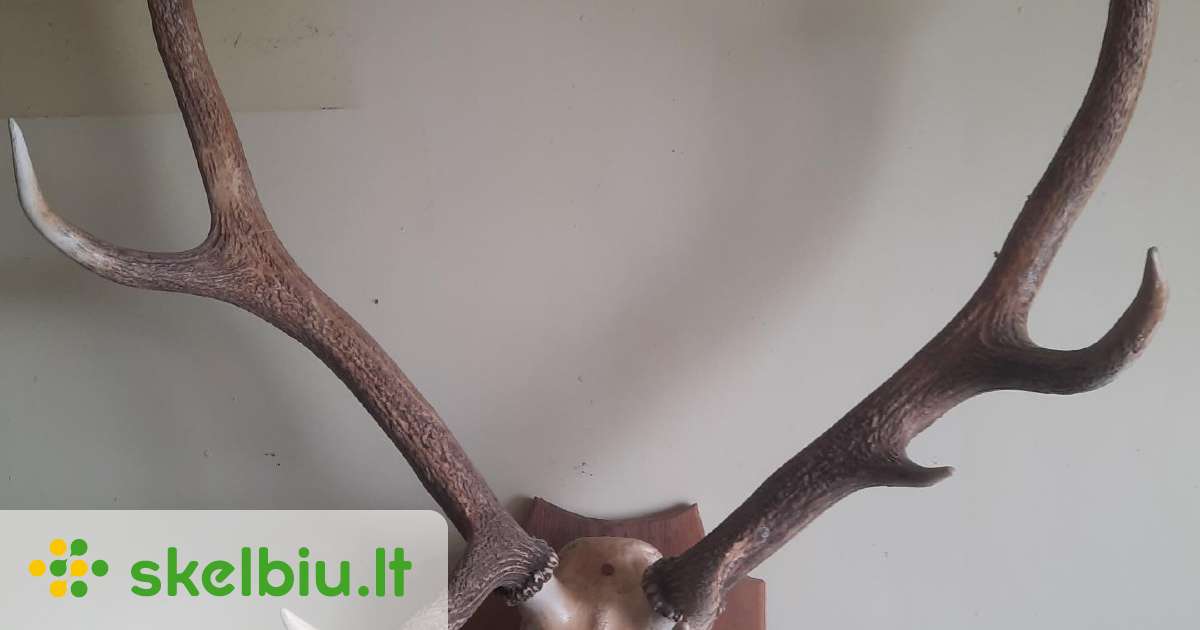 Elnio ragai su kaukole - Skelbiu.lt