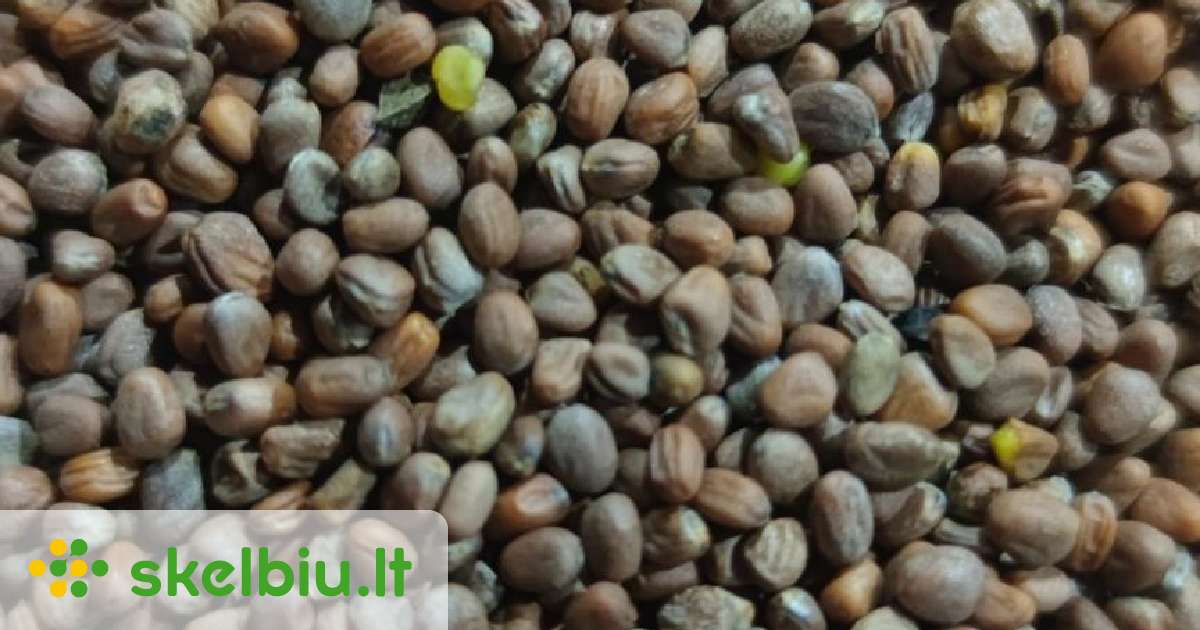 Aliejinis ridikas - Skelbiu.lt