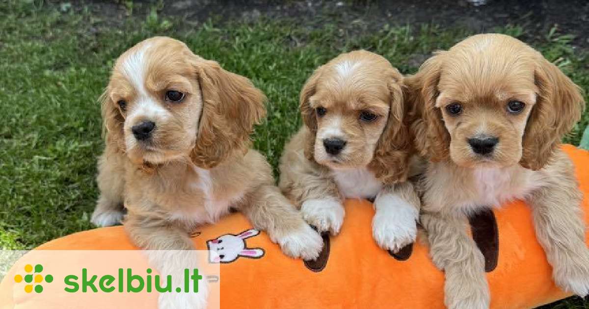 Parduodami šuniukai - Skelbiu.lt