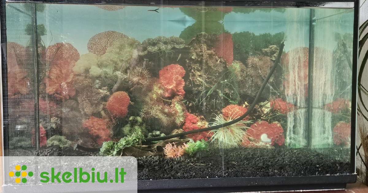 Naudotas akvariumas - Skelbiu.lt