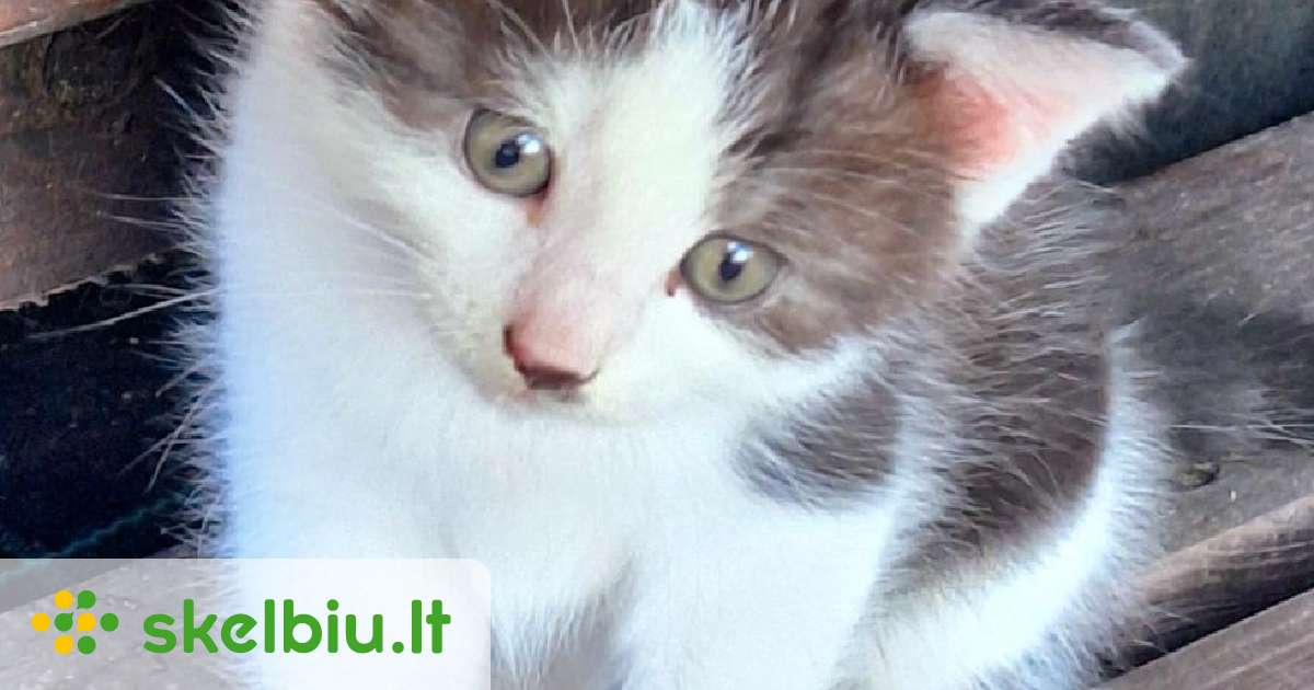 Dovanojam kačiuka, mergaite - Skelbiu.lt