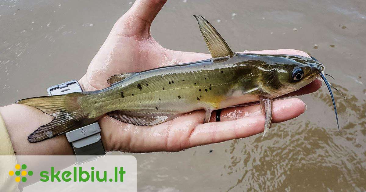Ieskau channel catfish ir white bullhead zuvu - Skelbiu.lt