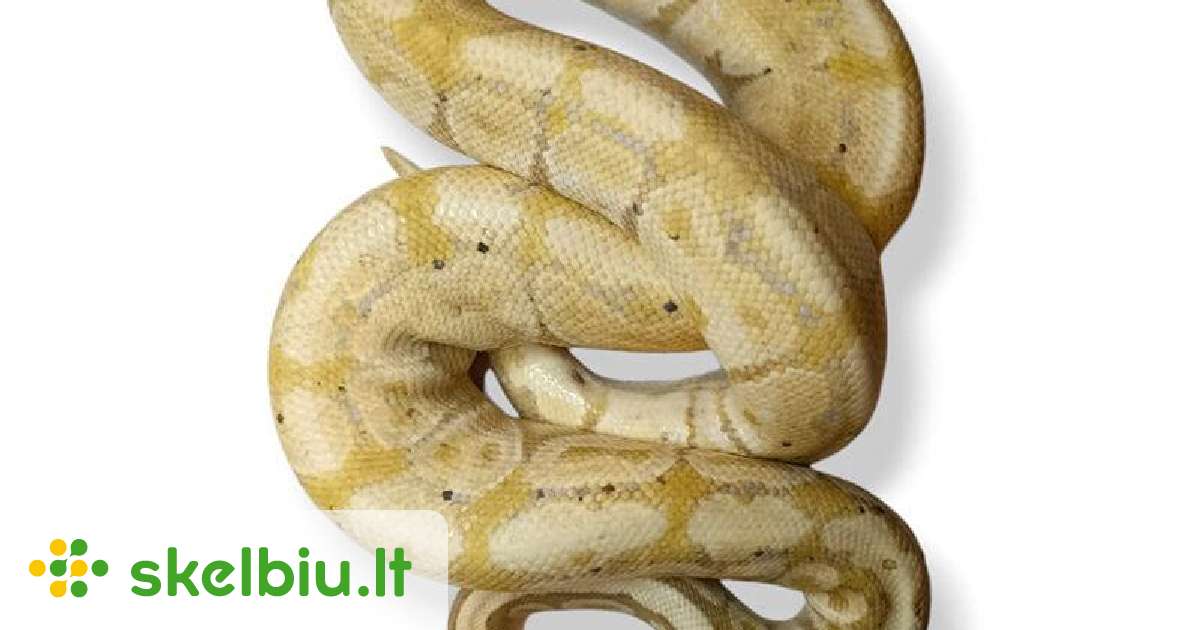 Python regius (Ball python) - Skelbiu.lt