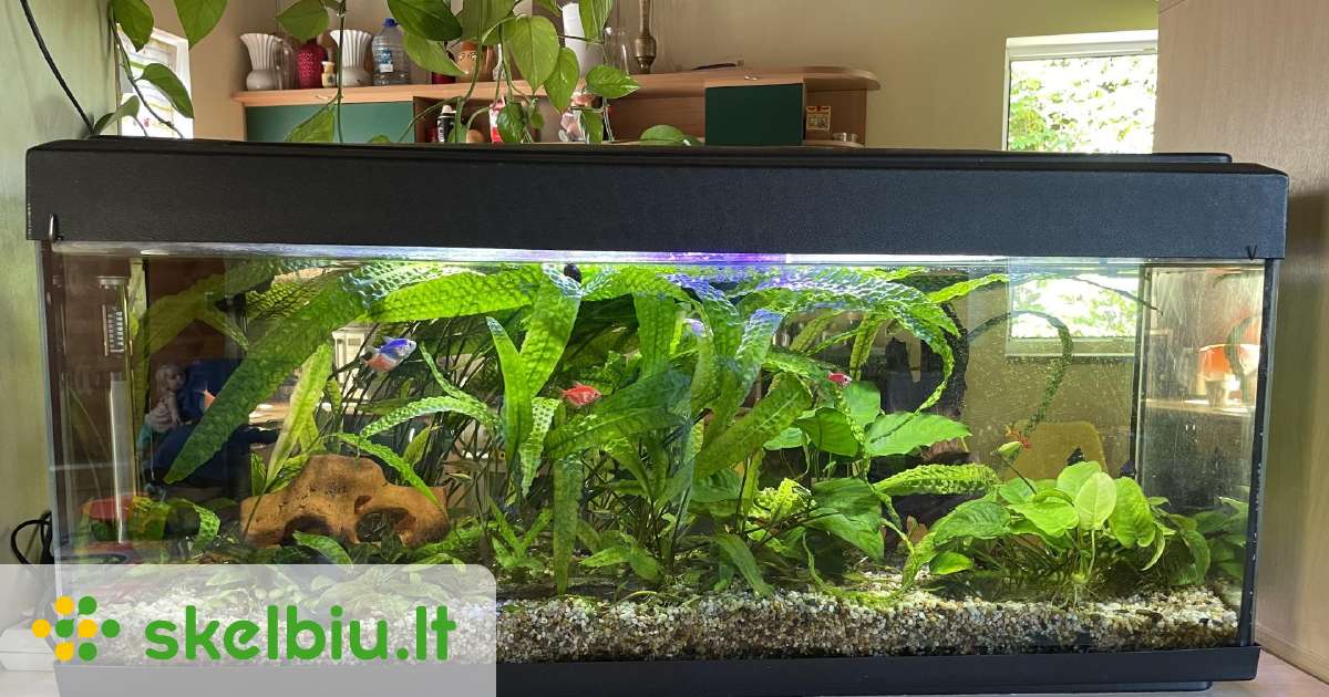Akvariumas su žuvytėm ir visa įranga - Skelbiu.lt
