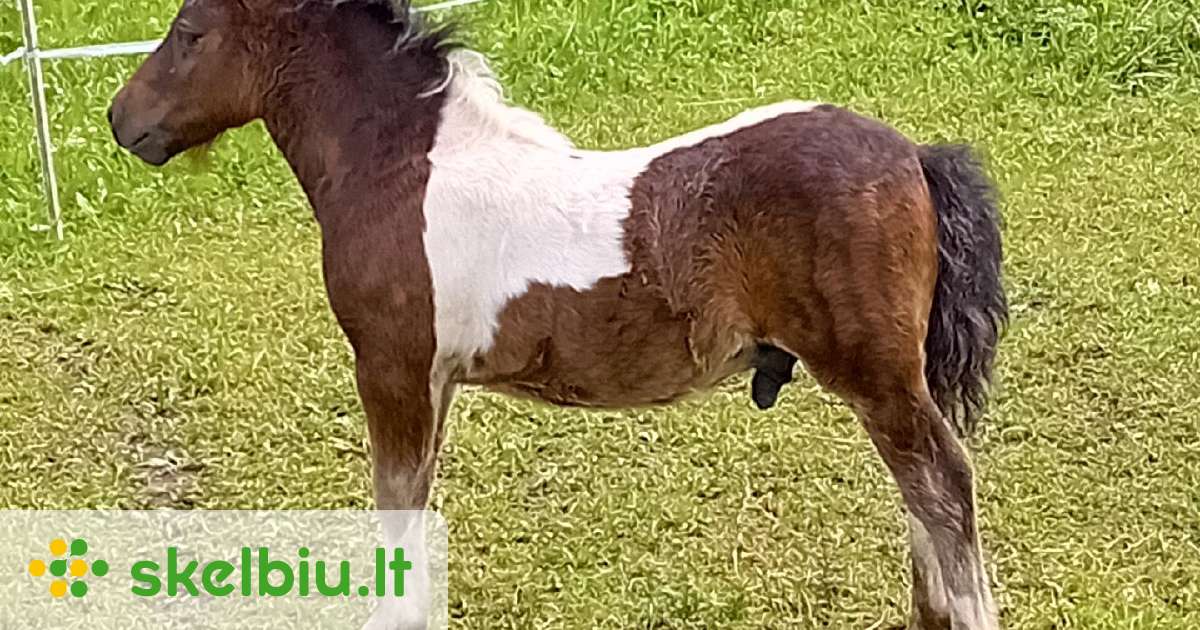 Ponių banda - Skelbiu.lt