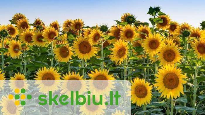 saulegrazas skelbimai - Skelbiu.lt