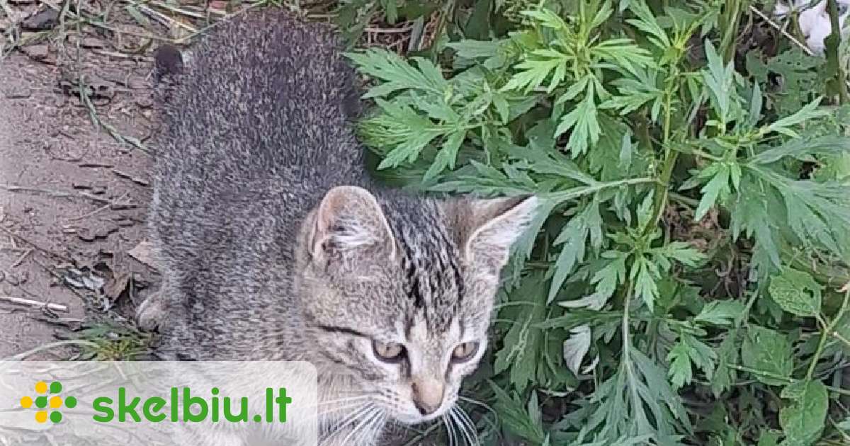 Dovanojamas labai gražus katinėlis - Skelbiu.lt