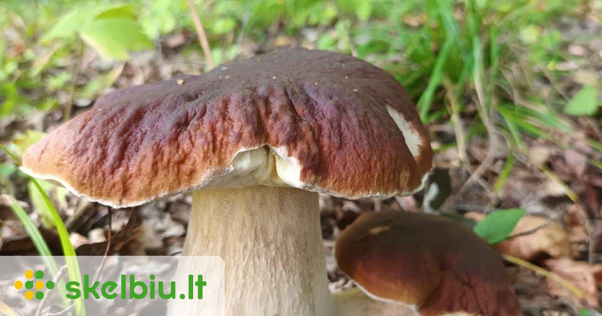 Džiovinti baravykai - Skelbiu.lt
