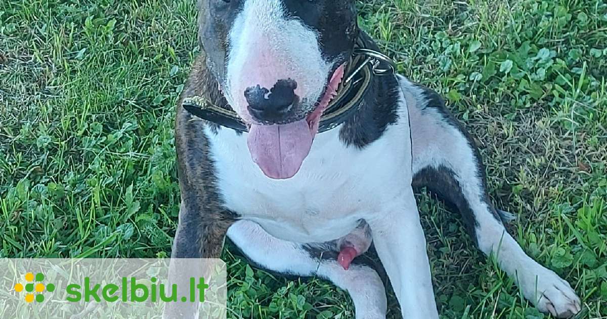 Gražus ir protingas bulterjeras ieško draugės. - Skelbiu.lt