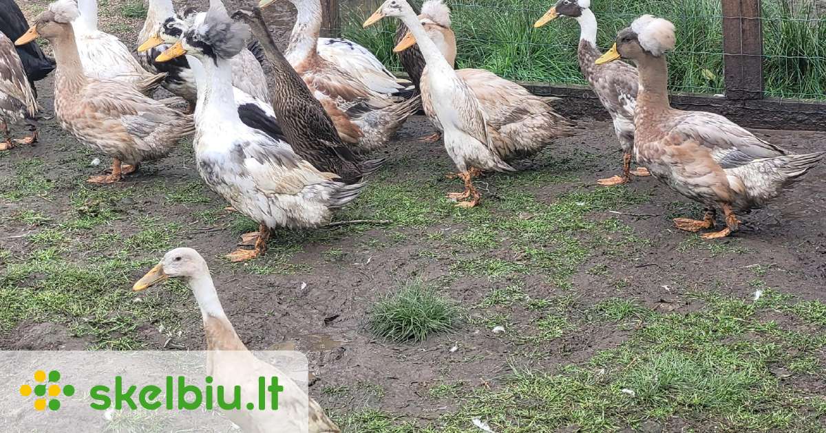 Kuoduotos antys, bėgikės. - Skelbiu.lt