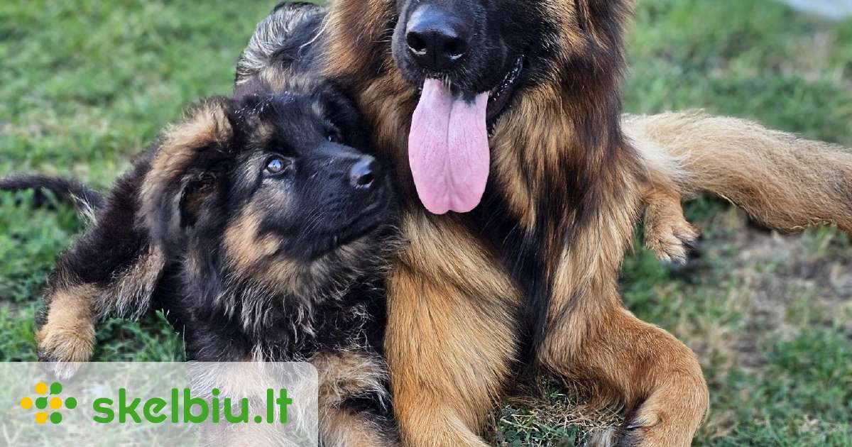 vokieciu avigani klaipeda skelbimai - Skelbiu.lt