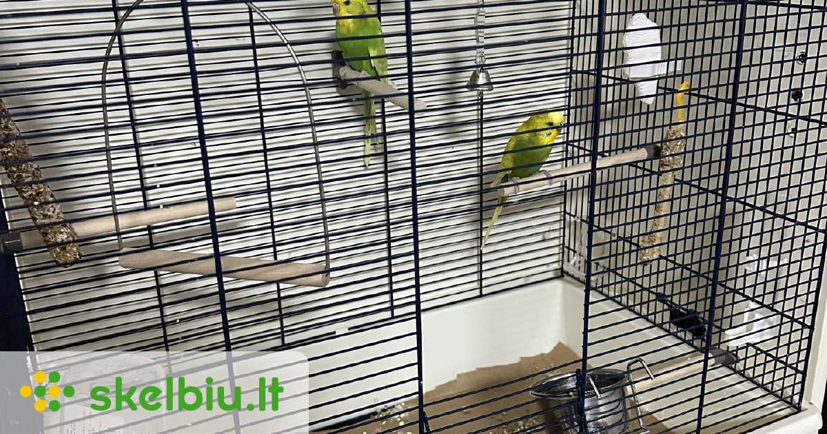 Bangotosios papūgos - Skelbiu.lt