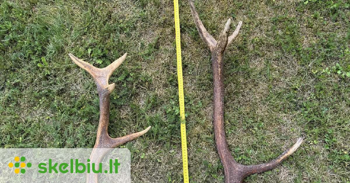 Elnio ragai - Skelbiu.lt