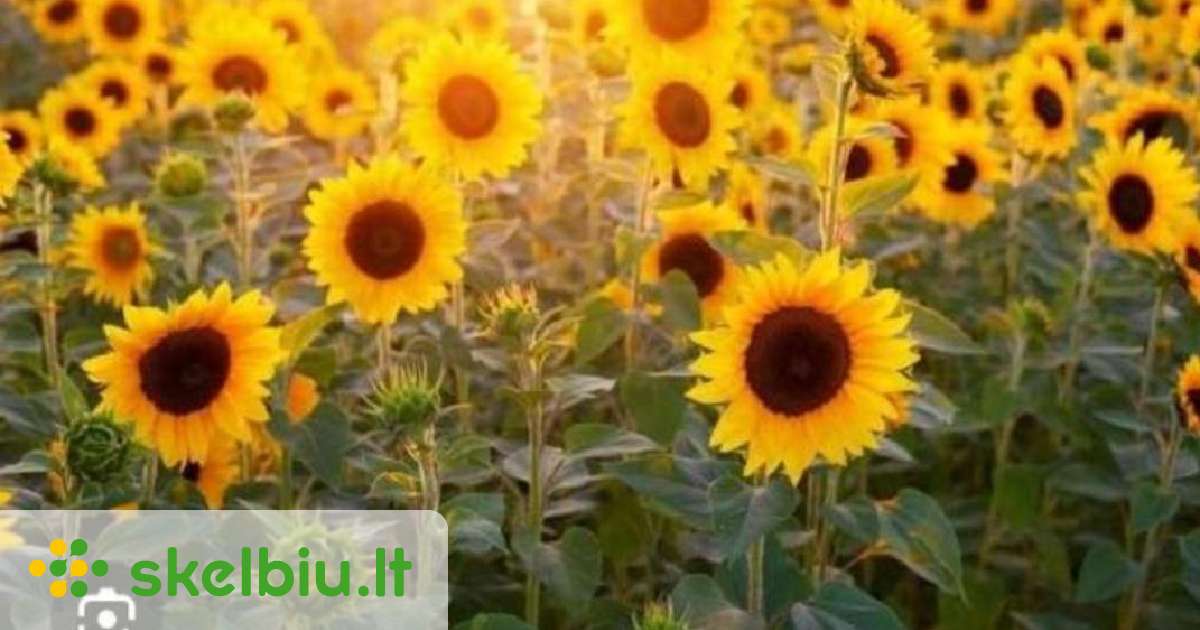 Saulėgrąža grikis aviža vikis mišiniai posėliams - Skelbiu.lt