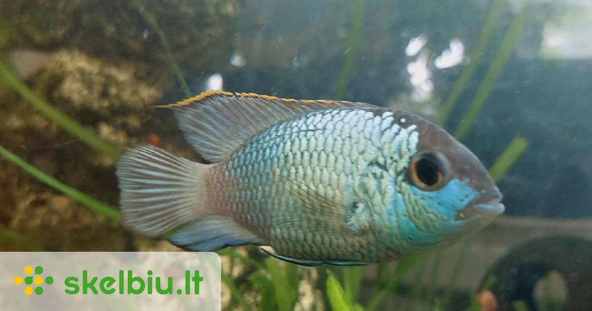Neon blue acara (adult female) (7 cms) - Skelbiu.lt