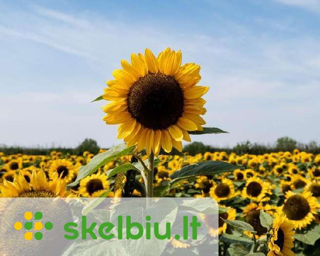 Saulegrąžos, žalinimas, posėlis, įsėlis, žalia mas - Skelbiu.lt