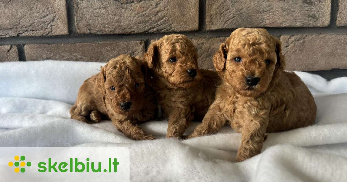 Kilmingi toy pudeliai - 3 mielos mergytės - Skelbiu.lt