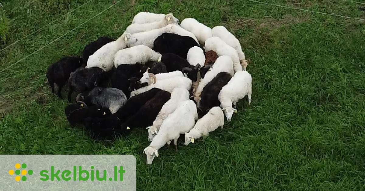 Gyvuliai flora, fauna - Skelbiu.lt