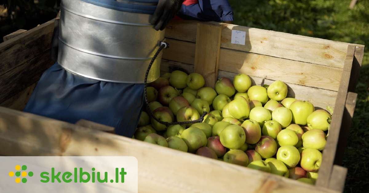 Sezononis darbas. Obuolių skynimas ir rinkimas. - Skelbiu.lt