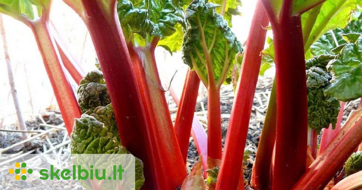 rabarbarai skelbimai - Skelbiu.lt