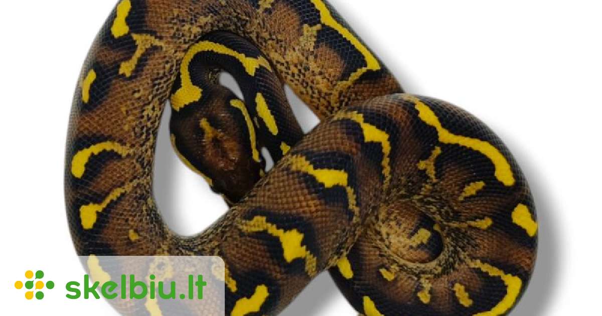 Python regius (Ball python) - Skelbiu.lt