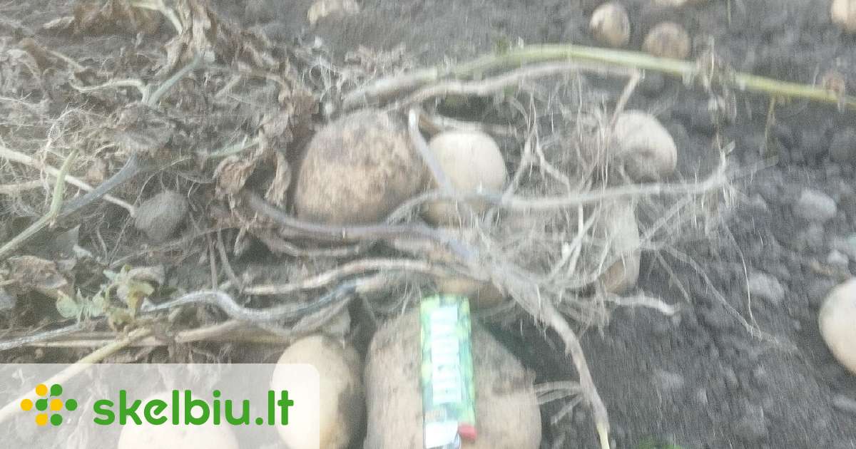 Bulves, pasarines bulves - Skelbiu.lt
