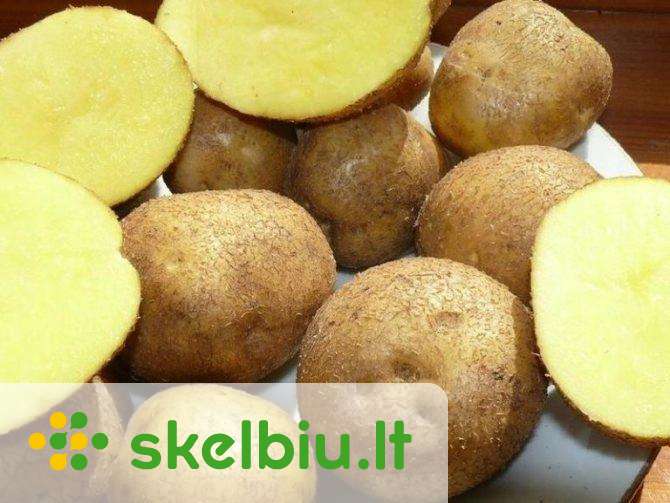 Perku maistines,pramonines bulves dideliais kiekia - Skelbiu.lt