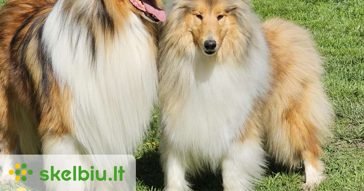 Koliai šunys - Skelbiu.lt