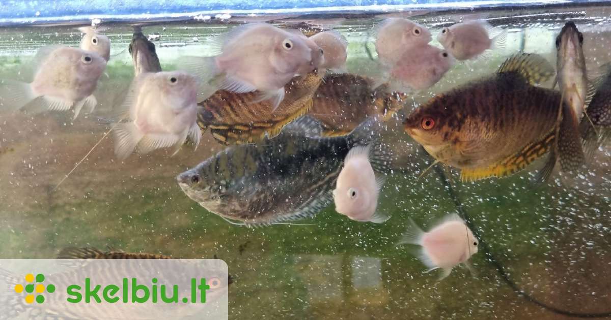 Dovanoju baltas žuvytes- papugos ciklidas - Skelbiu.lt