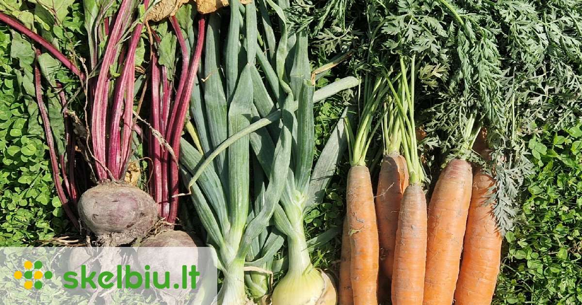 Morkos, burokėliai - Skelbiu.lt