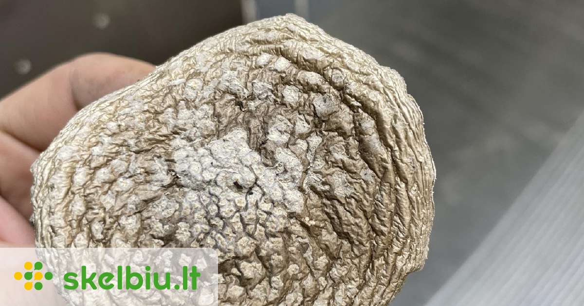 Panterines Musmires - Skelbiu.lt