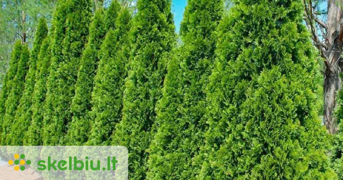 Tujos Smaragd, Brabant premium pigiausia kaina ! - Skelbiu.lt