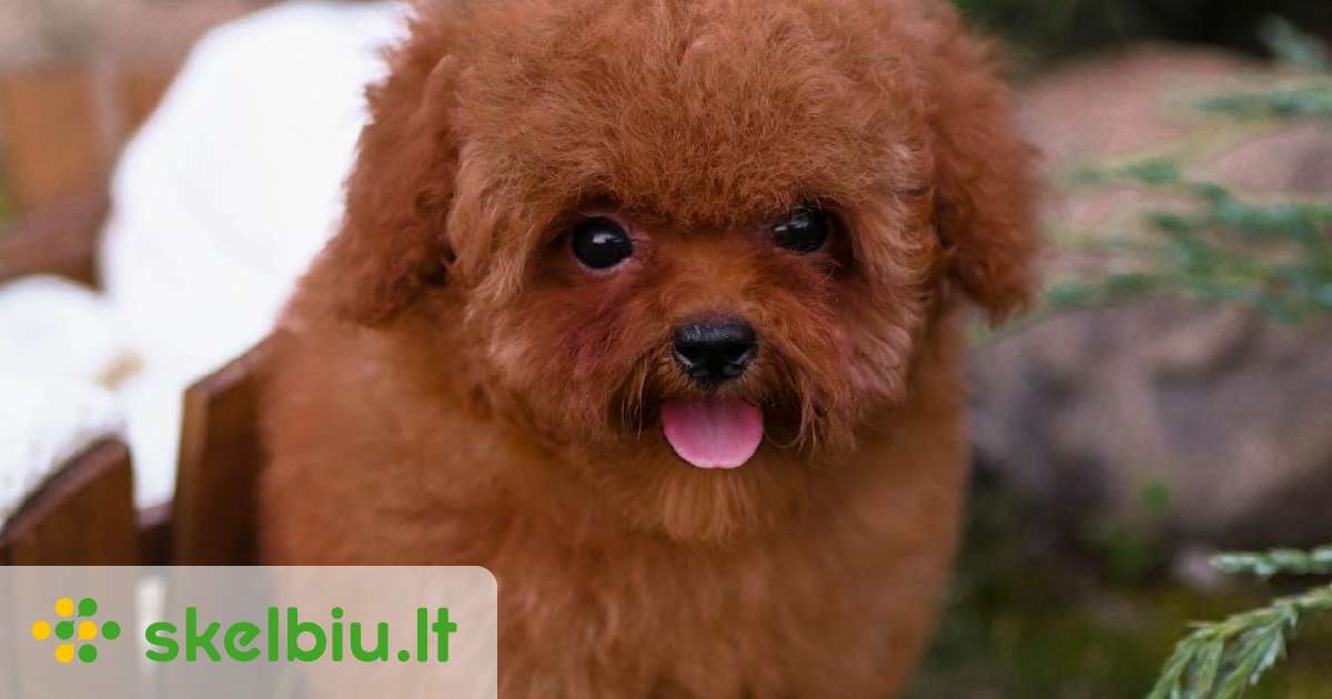 Pudeliai šunys - Skelbiu.lt