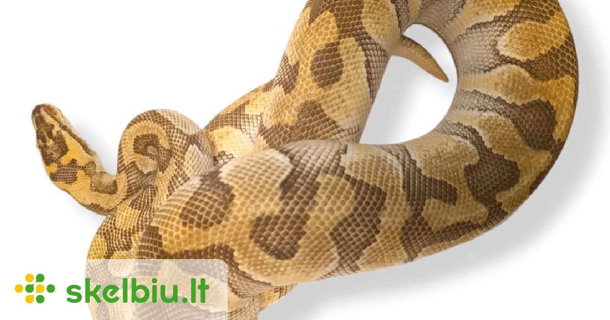 Python regius (Ball python) - Skelbiu.lt