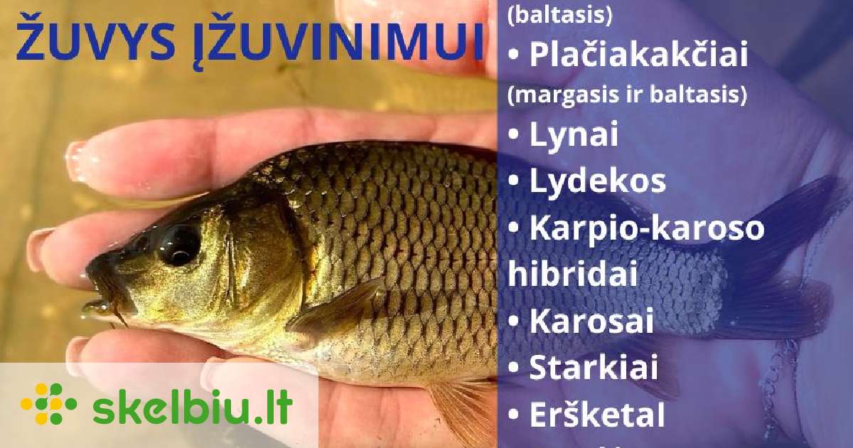 Mailius, žuvys įžuvinimui, ekologiškos žuvys - Skelbiu.lt