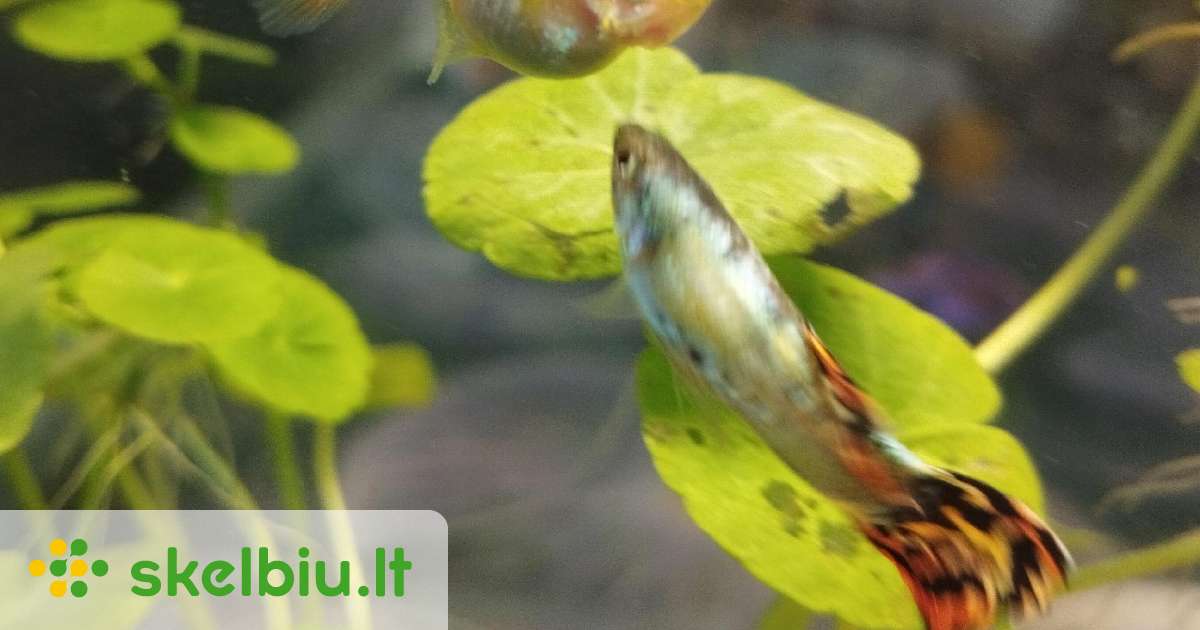 Karališkosios Gupijos - Skelbiu.lt