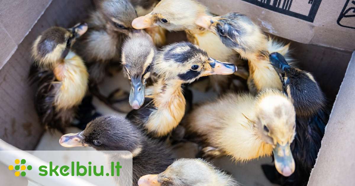 Parduodamos Indijos bėgikės antys (Tik Patinėliai) - Skelbiu.lt