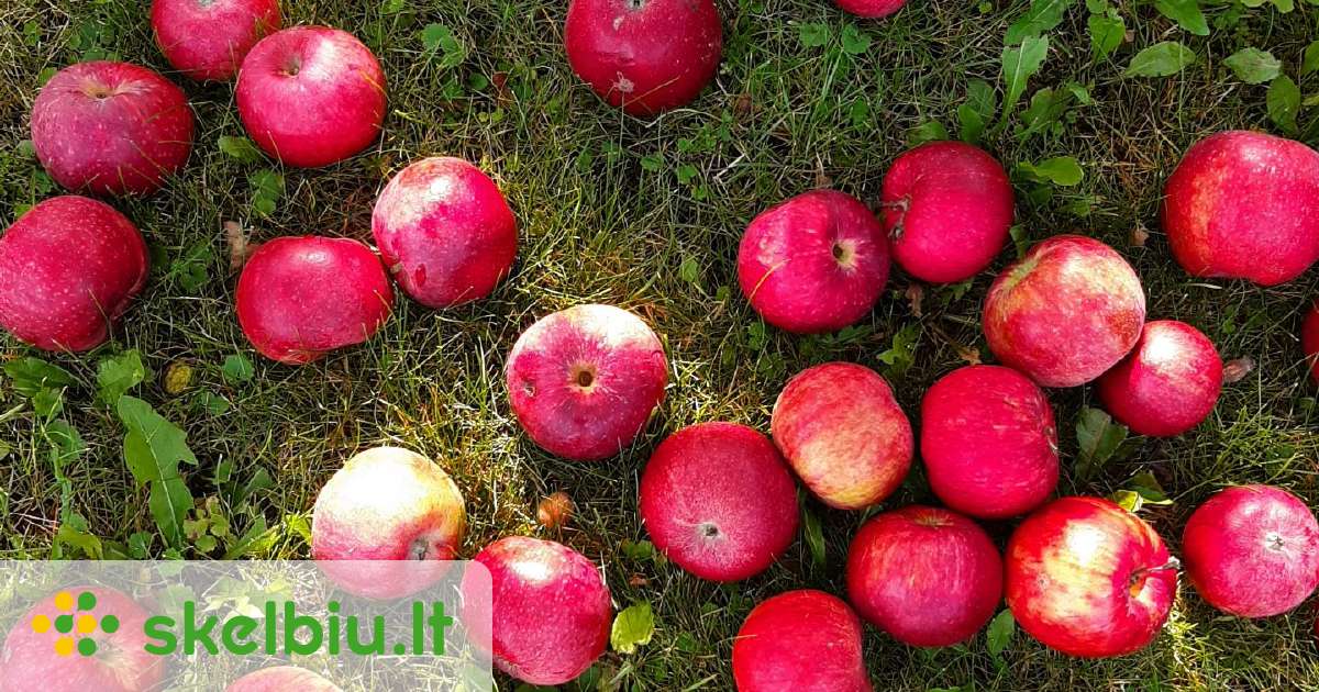 Ekologiški rudeniniai obuoliai 0,30kg. - Skelbiu.lt