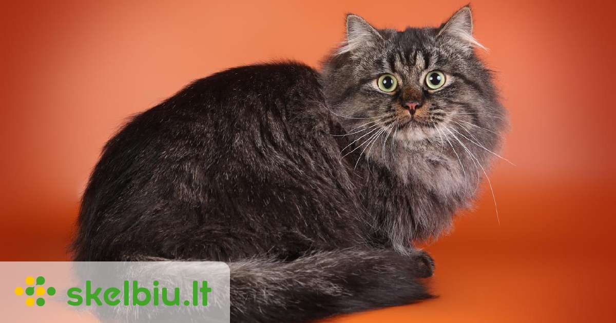 Jauna Sibiro katė su dokumentais - Skelbiu.lt